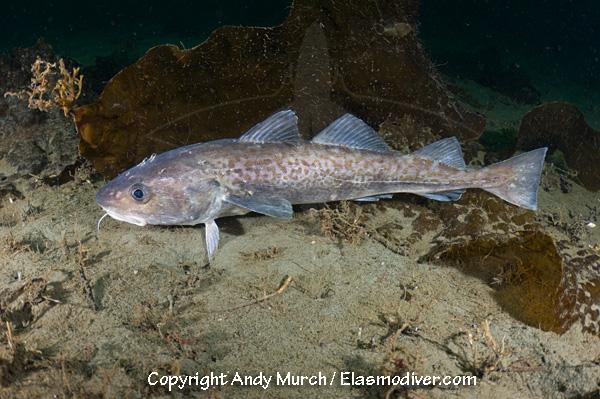 Pacific Cod Pictures - images of Gadus macrocephalus